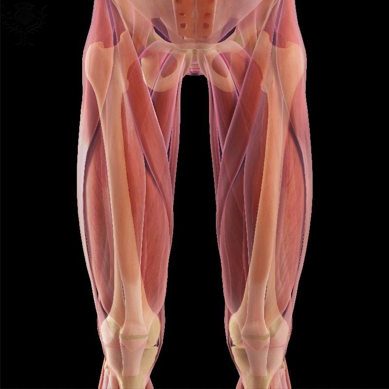 Muscles - Anatomical Models - Library Home / LibGuides at Gwinnett Tech ...